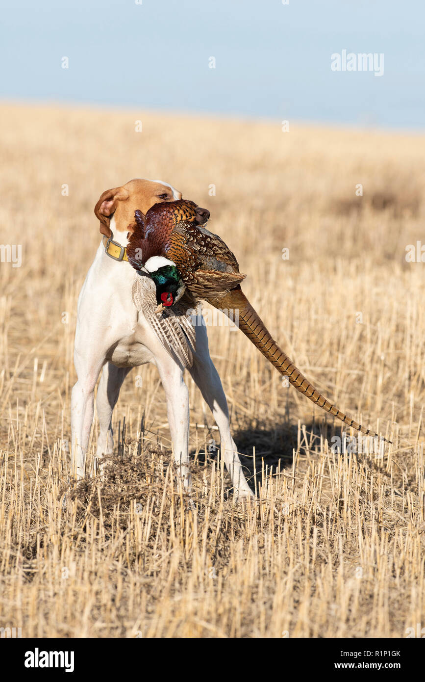 English pointer pheasant hi-res stock photography and images - Alamy
