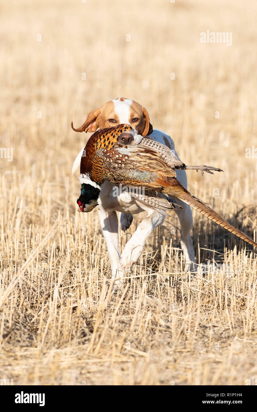 An English Pointer with a Rooster Pheasant in South Dakota Stock Photo ...
