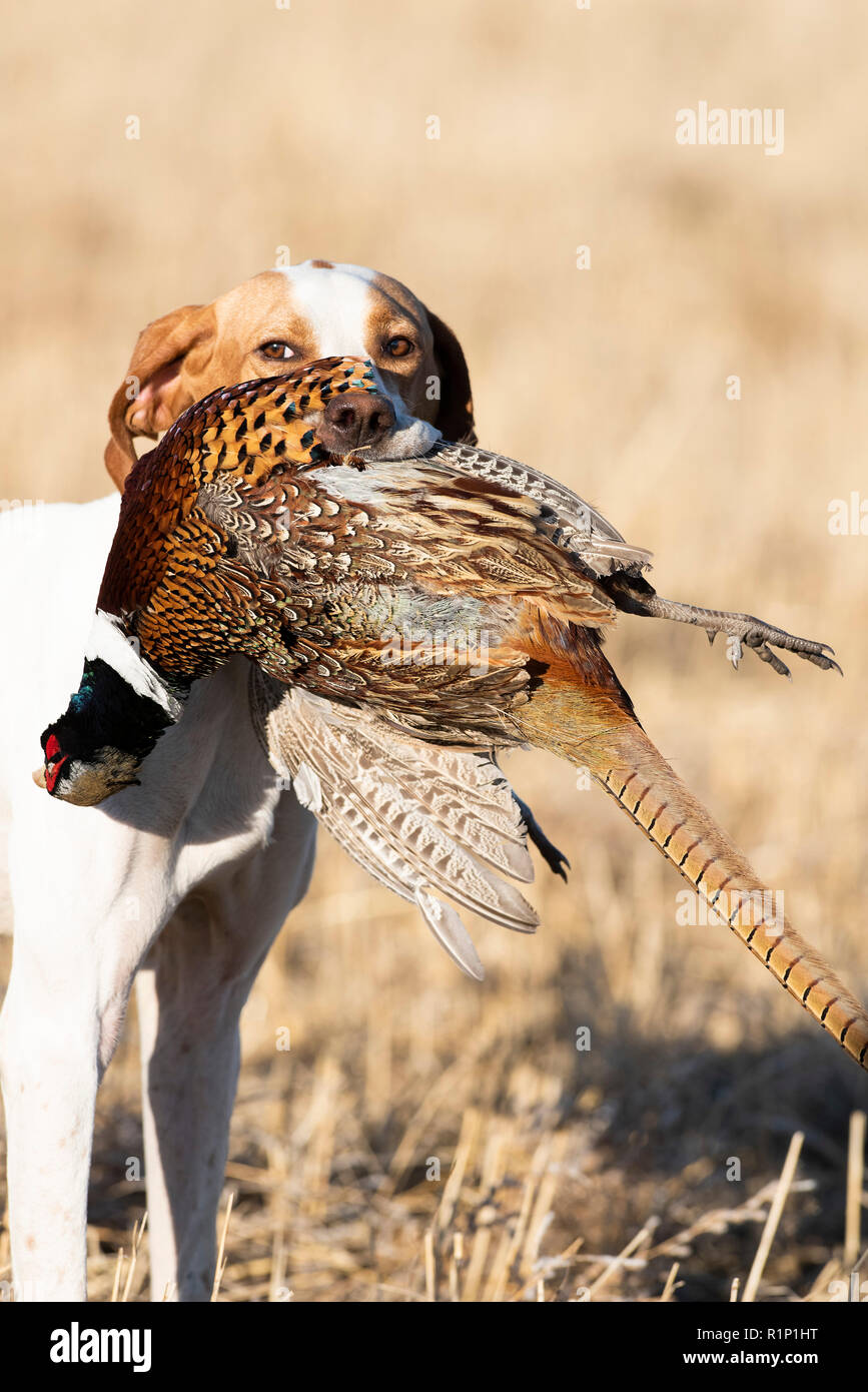 English pointer pheasant hi-res stock photography and images - Alamy