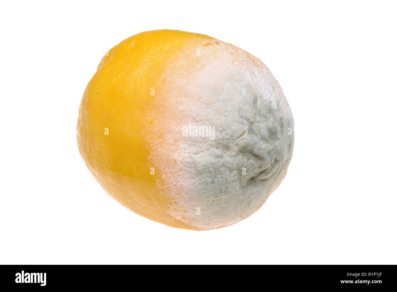 Lemon with mold isolated on white background Stock Photo - Alamy
