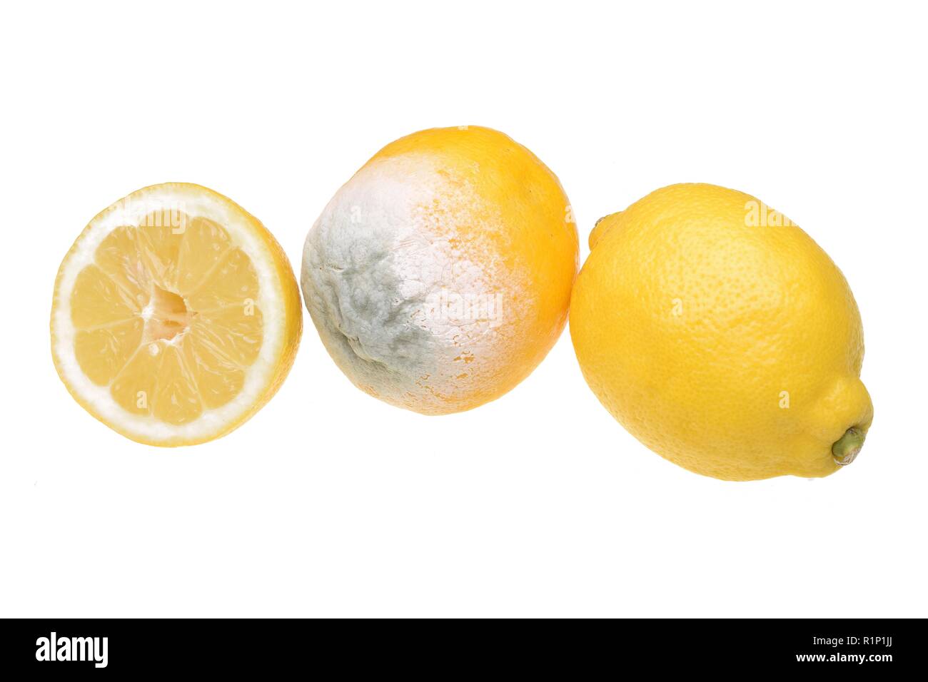 Lemon with mold and fresh lemon isolated on white background Stock ...