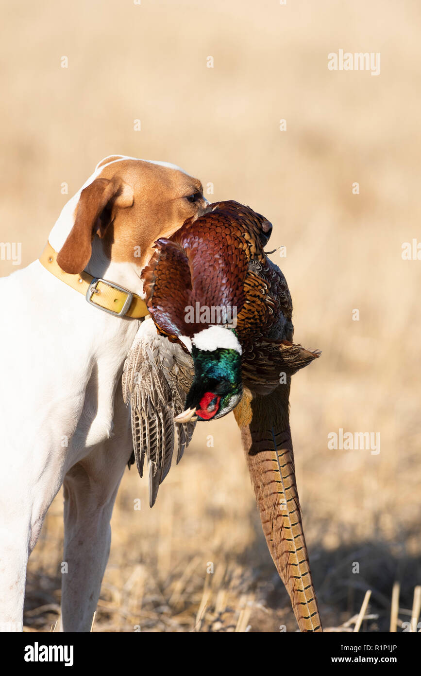 English pointer pheasant hi-res stock photography and images - Alamy
