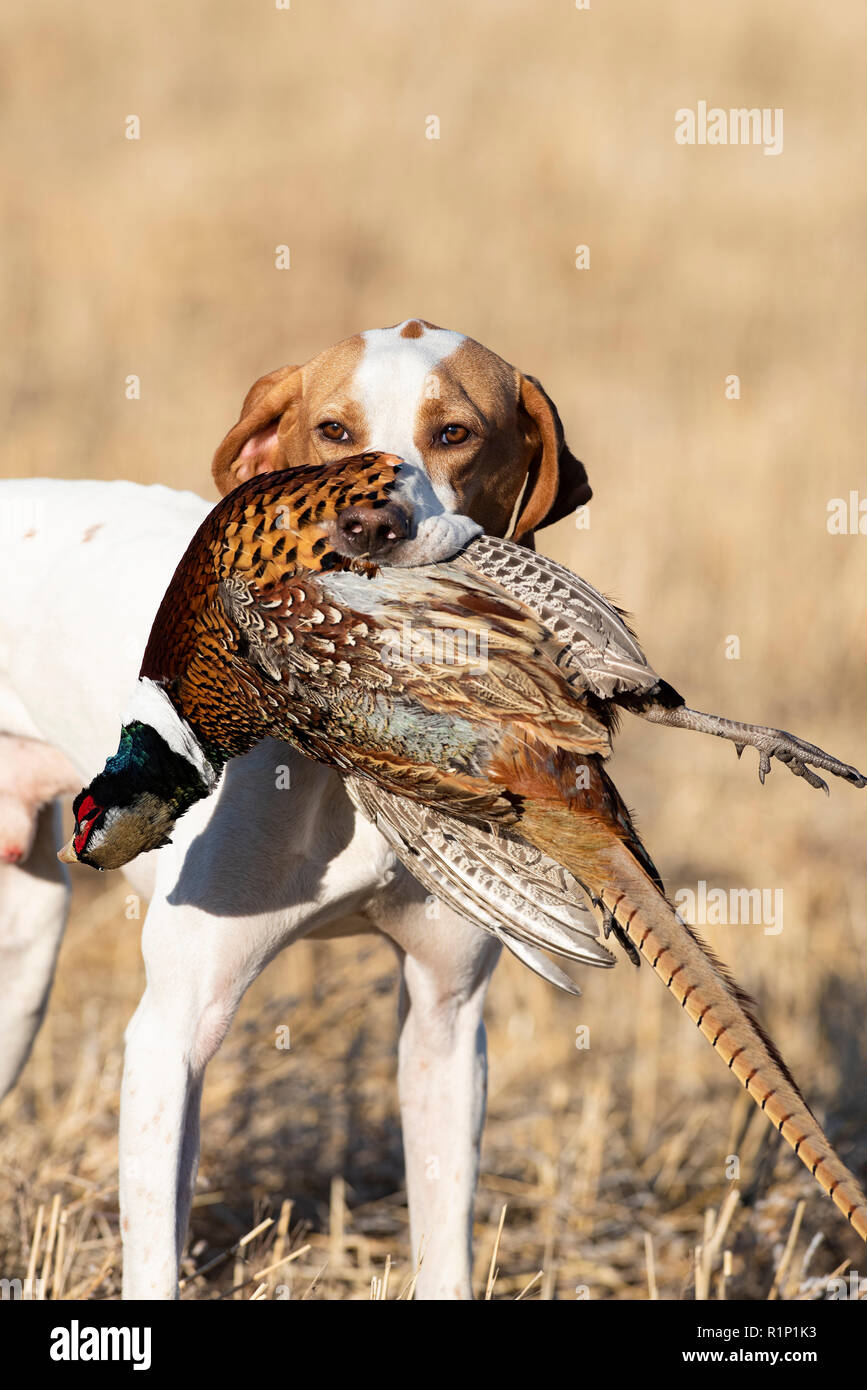 English pointer pheasant hi-res stock photography and images - Alamy
