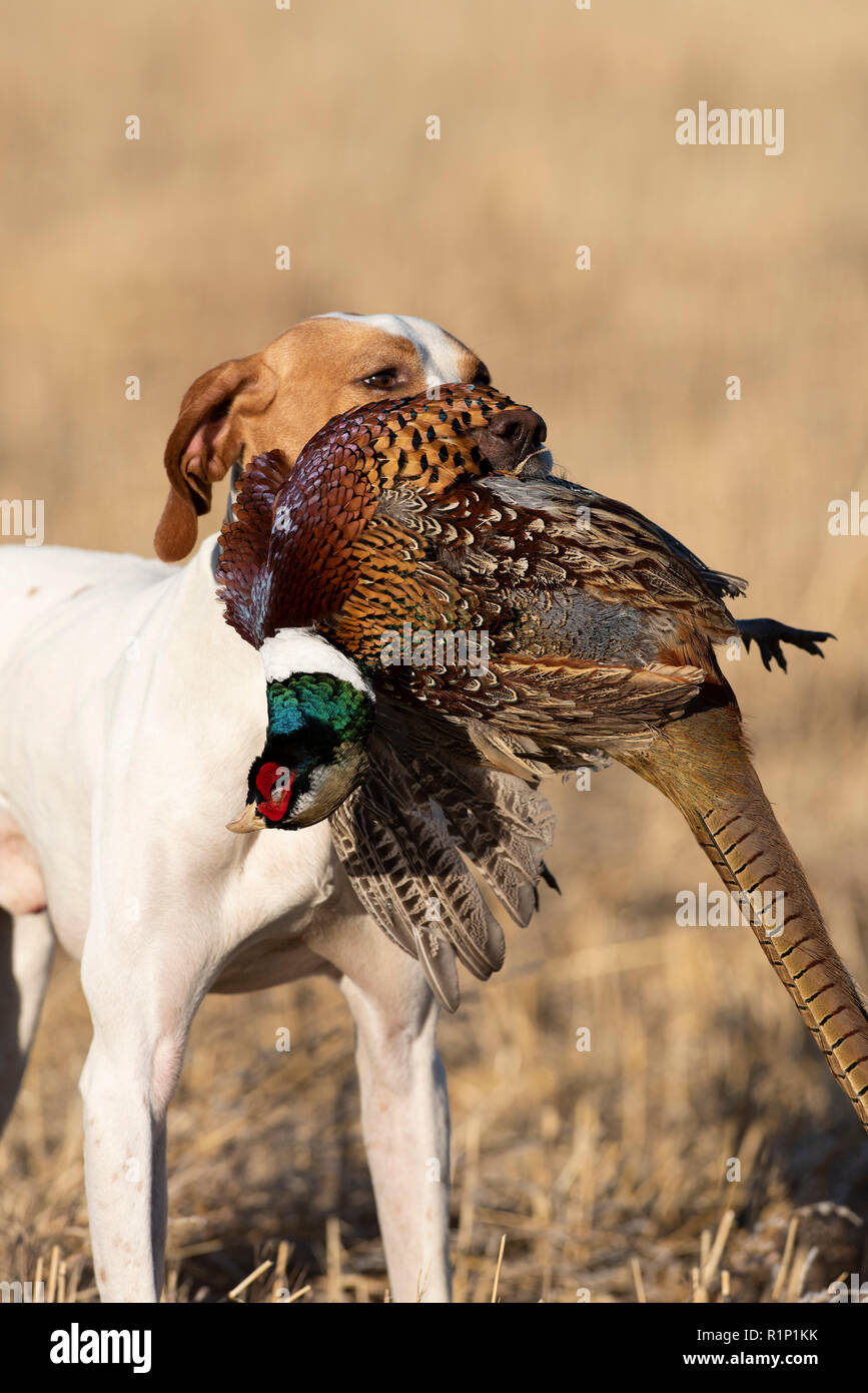 English pointer pheasant hi-res stock photography and images - Alamy