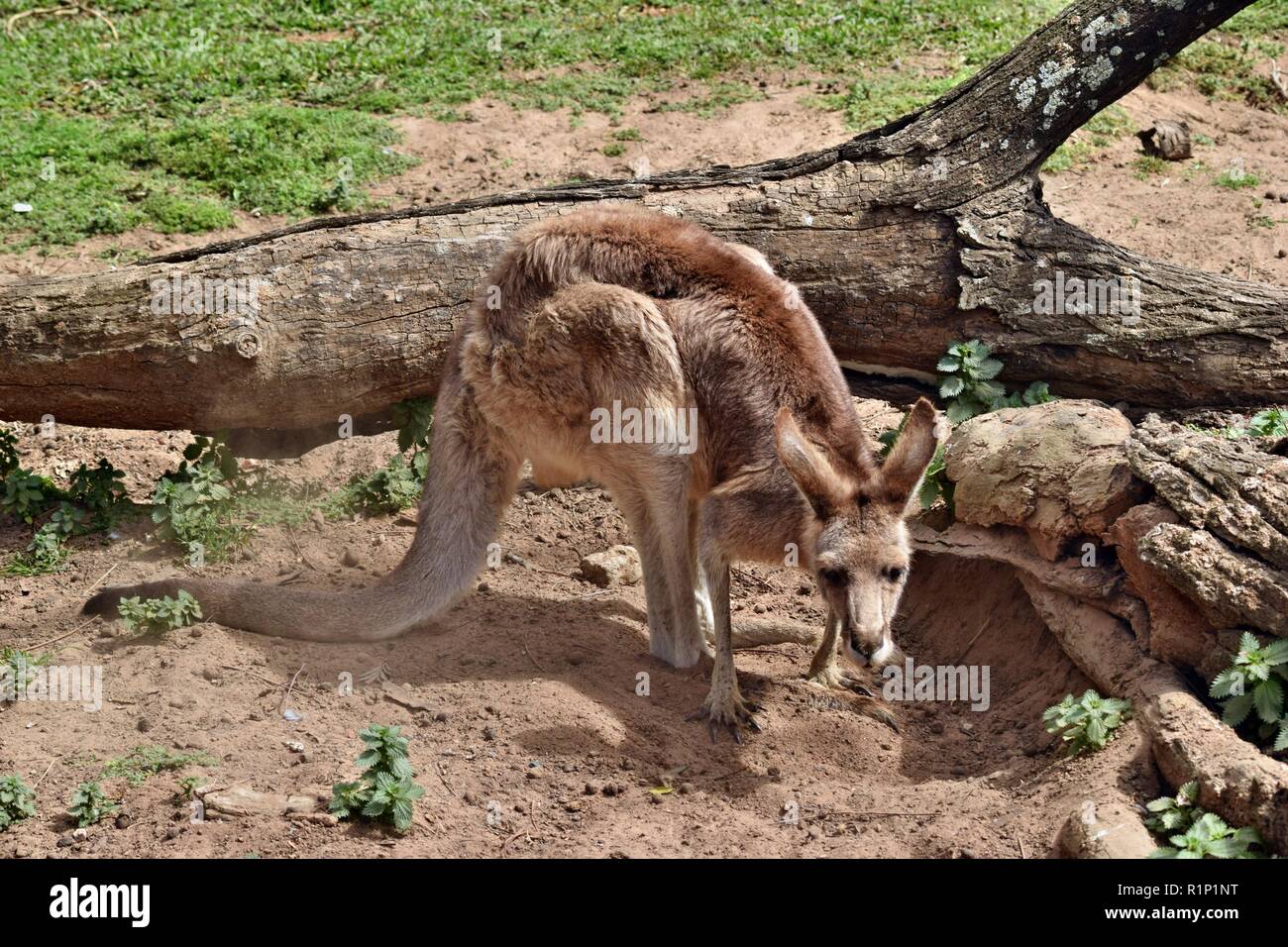 Wild red kangaroo standing and resting on the grass in the park in ...