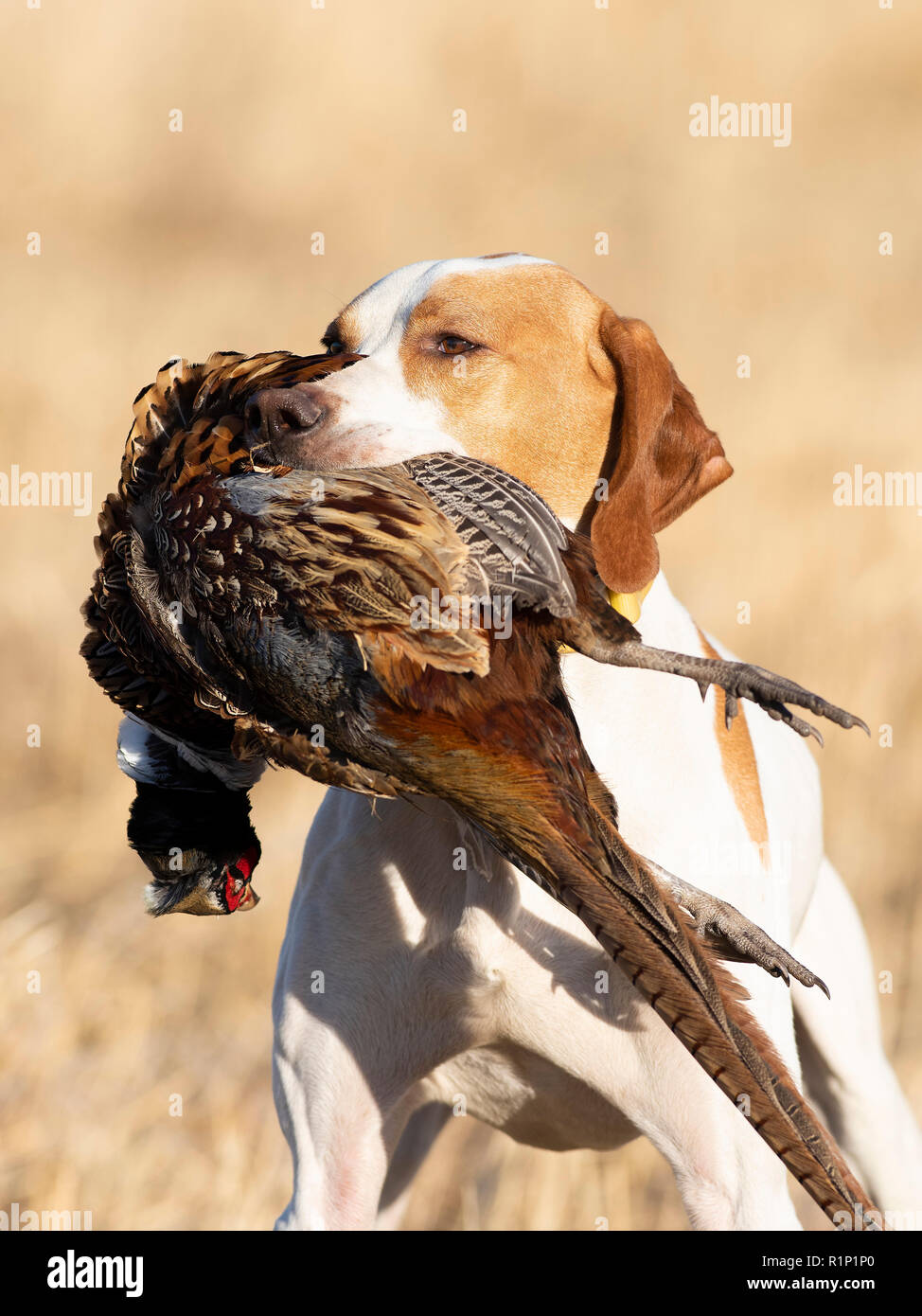 English pointer pheasant hi-res stock photography and images - Alamy