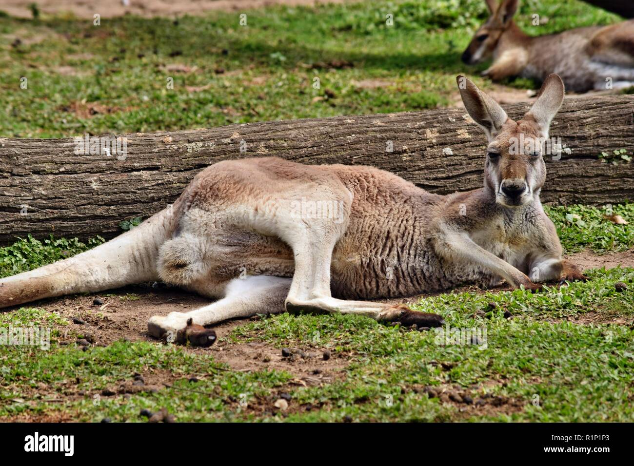 Wild red kangaroo resting in Queensland, Australia Stock Photo - Alamy