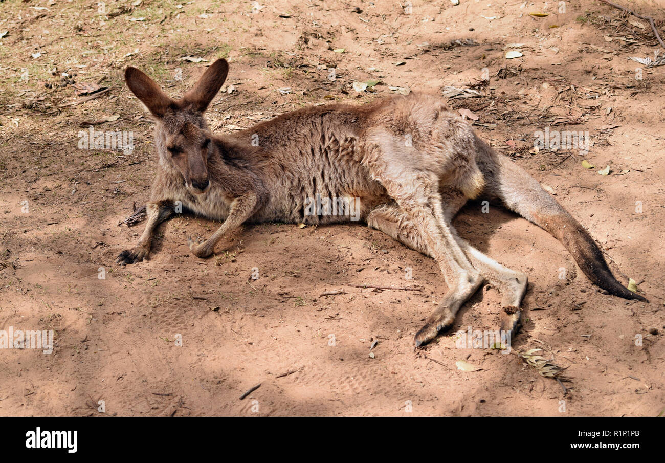 Wild red kangaroo resting in Queensland, Australia Stock Photo - Alamy