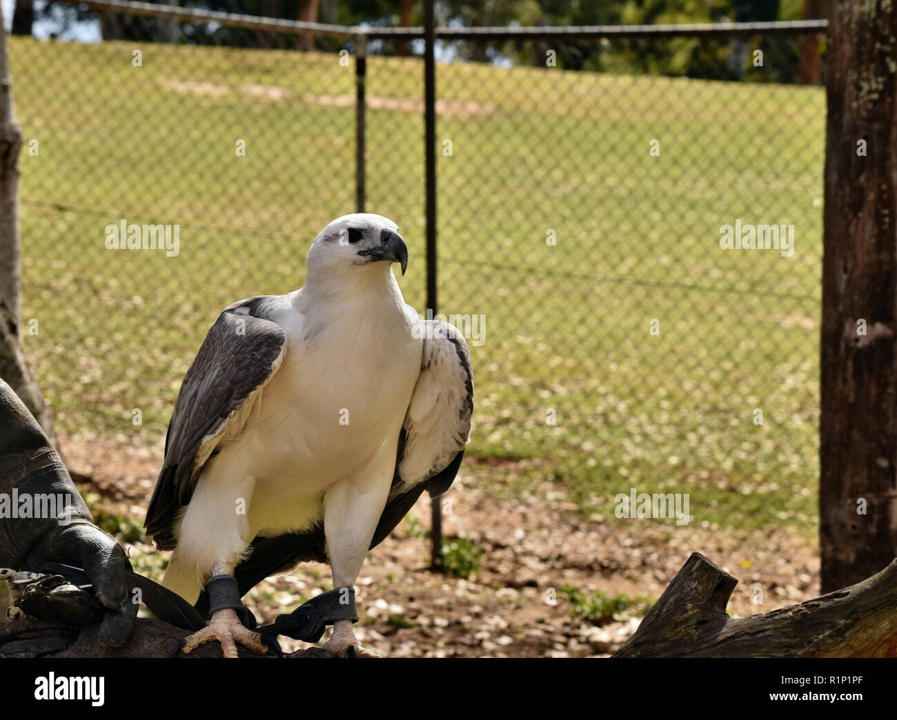 A majestic huge White bellied sea eagle (Haliaeetus leucogaster ...