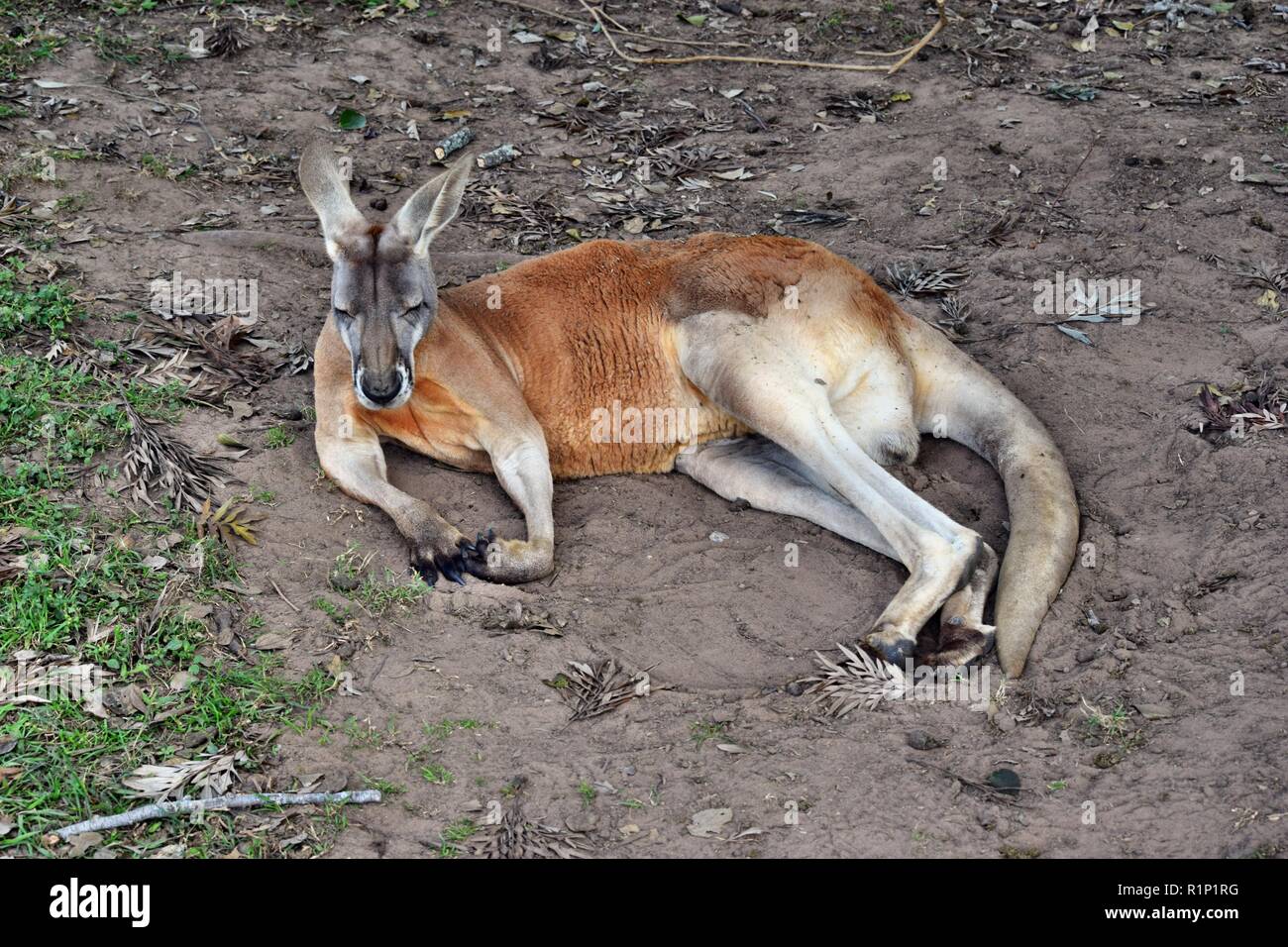 Very muscular wild red kangaroo lying on the ground in Queensland ...