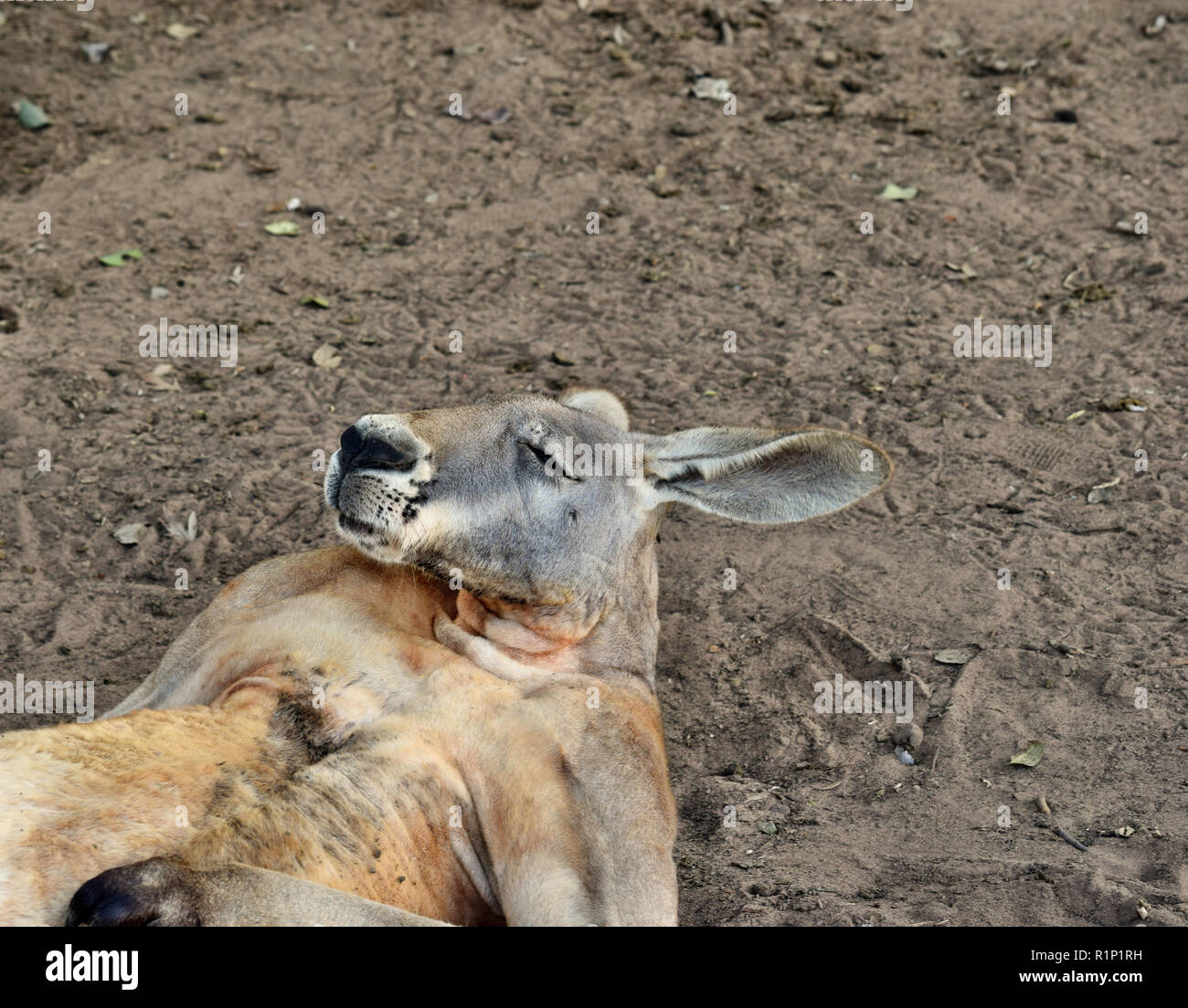Muscular wallaroo hi-res stock photography and images - Alamy