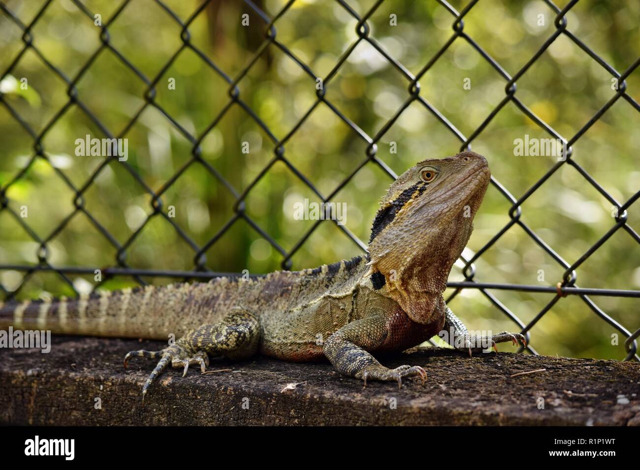 The Australian lizard eastern water dragon ( Physignathus lesueurii) on ...
