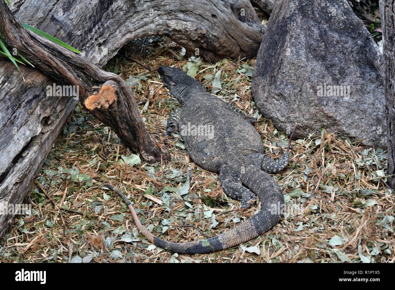 Australia goanna lizard reptile lace monitor lizard queensland hi-res ...
