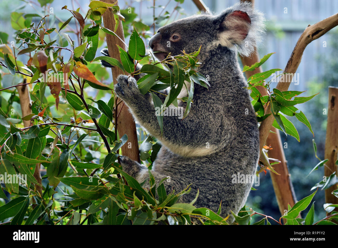 Cute koala looking on a tree branch eucalyptus in Australia Stock Photo ...