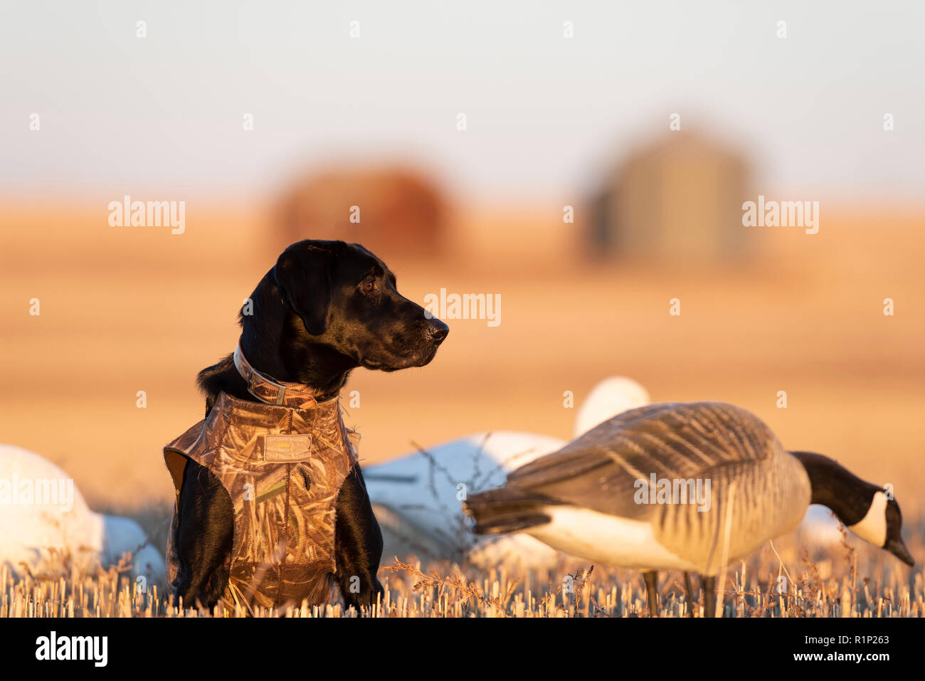 A Black lab out waterfowl hunting in North Dakota Stock Photo - Alamy