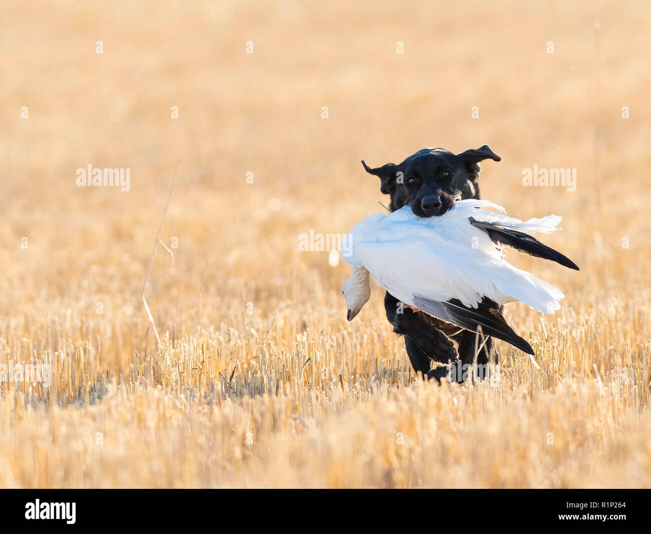 A Black lab with a goose in North Dakota Stock Photo - Alamy
