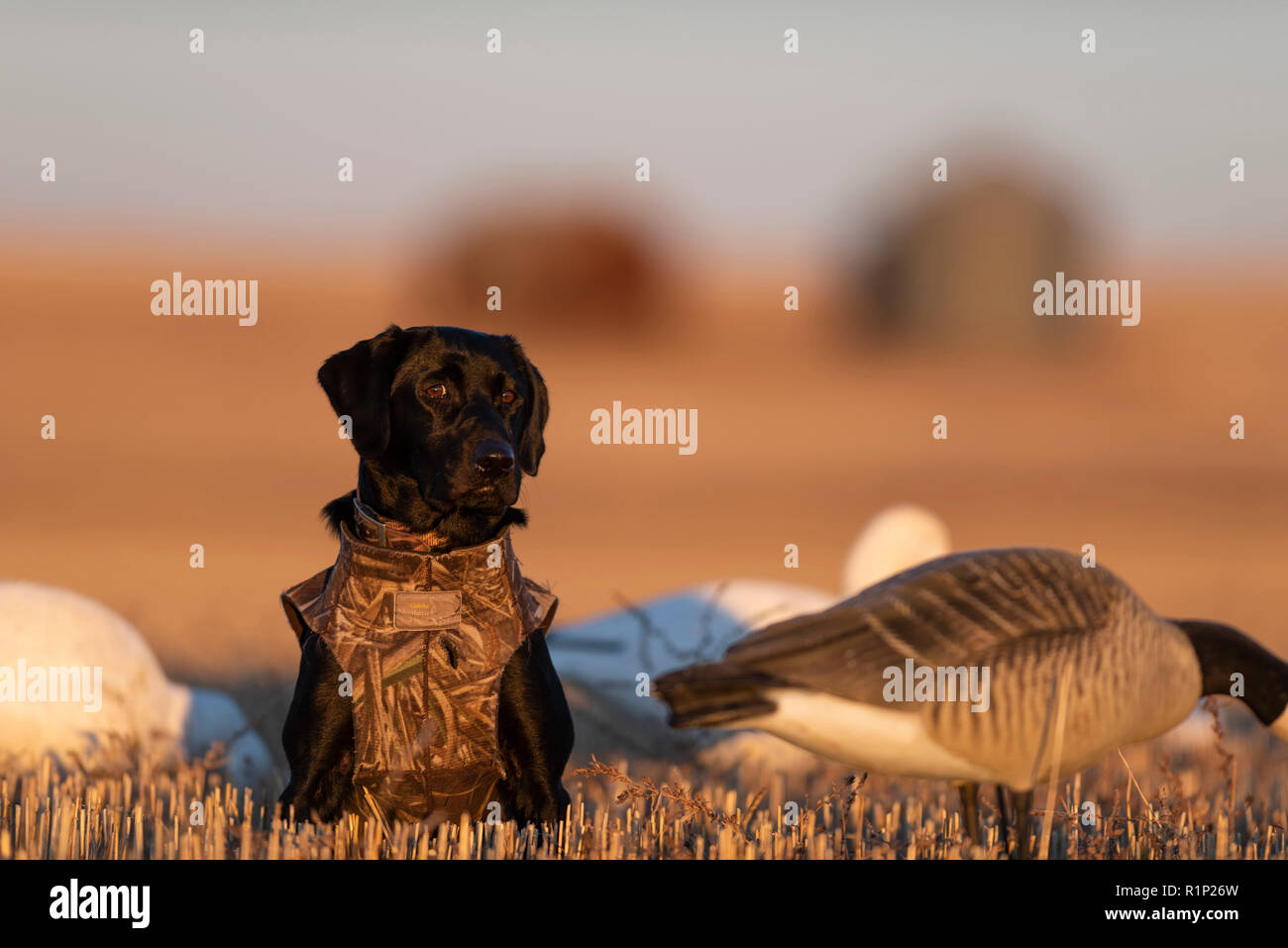 A Black lab out waterfowl hunting in North Dakota Stock Photo - Alamy