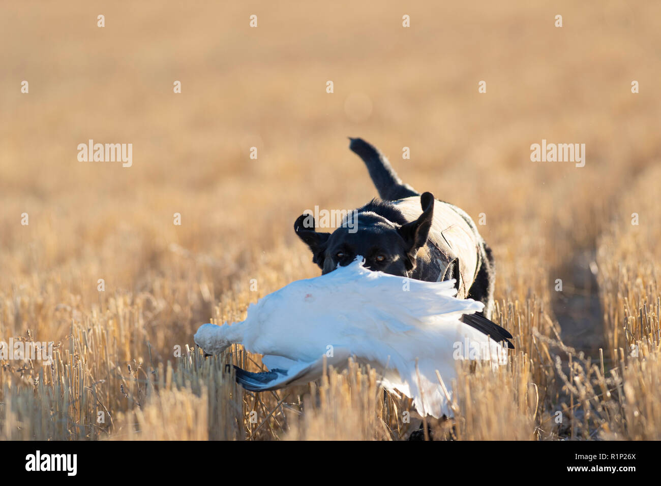 A Black lab with a goose in North Dakota Stock Photo - Alamy