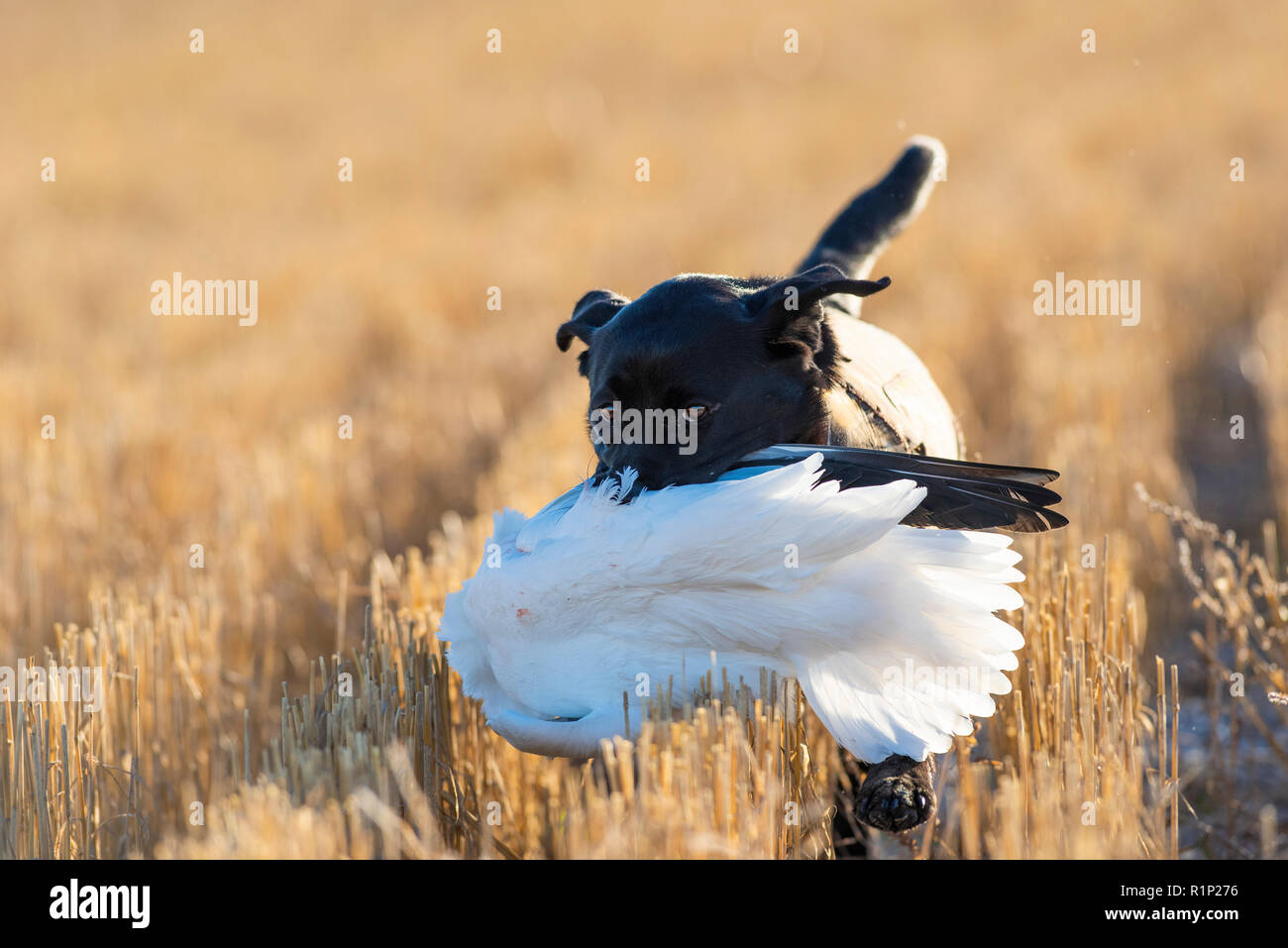 A Black lab with a goose in North Dakota Stock Photo - Alamy