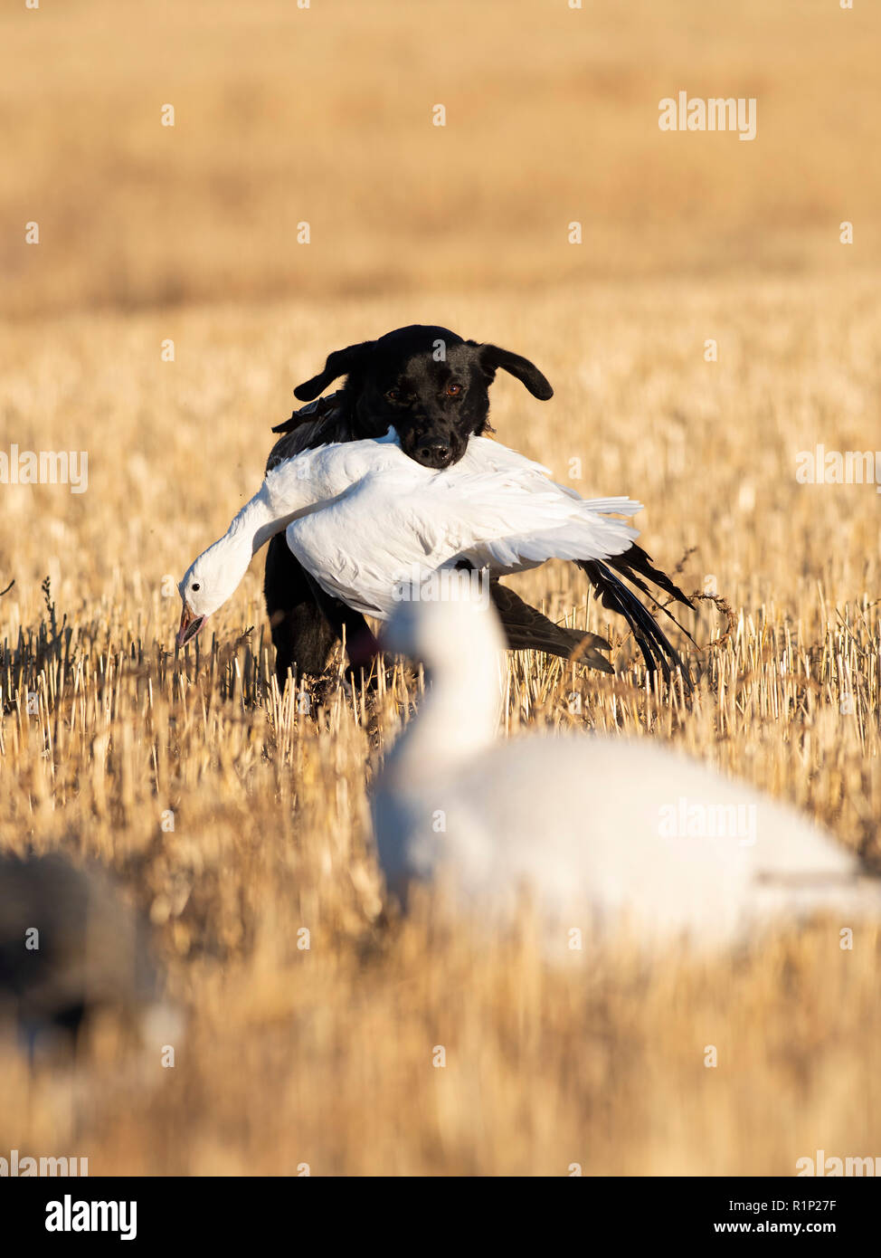 A Black lab with a goose in North Dakota Stock Photo - Alamy