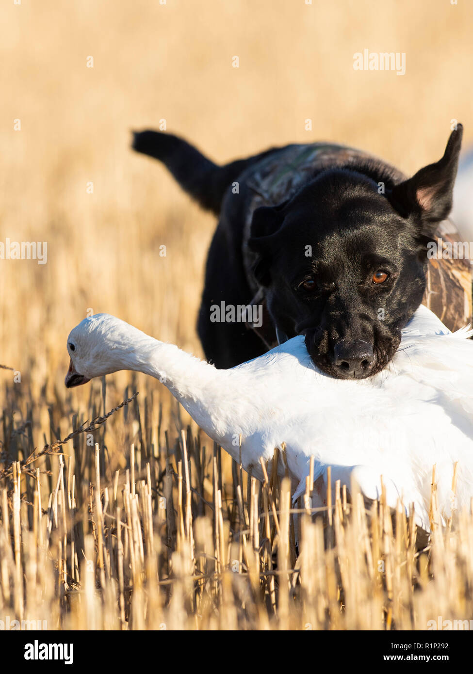 A Black lab with a goose in North Dakota Stock Photo - Alamy