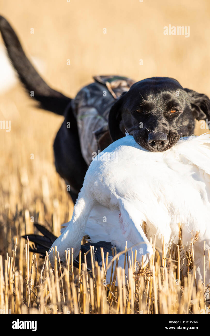 A Black lab with a goose in North Dakota Stock Photo - Alamy