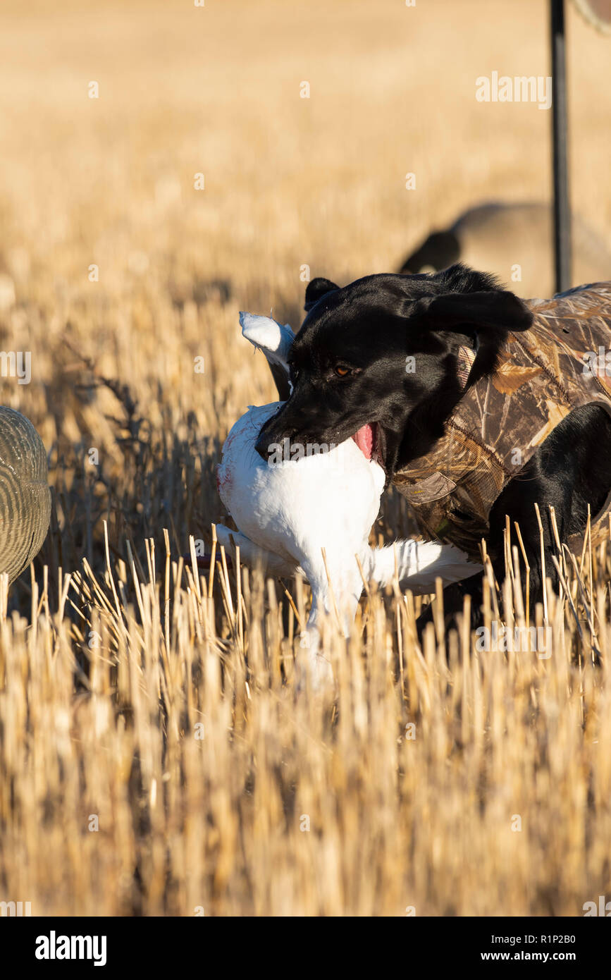A Black lab with a goose in North Dakota Stock Photo - Alamy