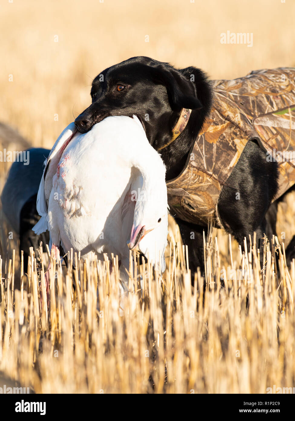 A Black lab with a goose in North Dakota Stock Photo - Alamy