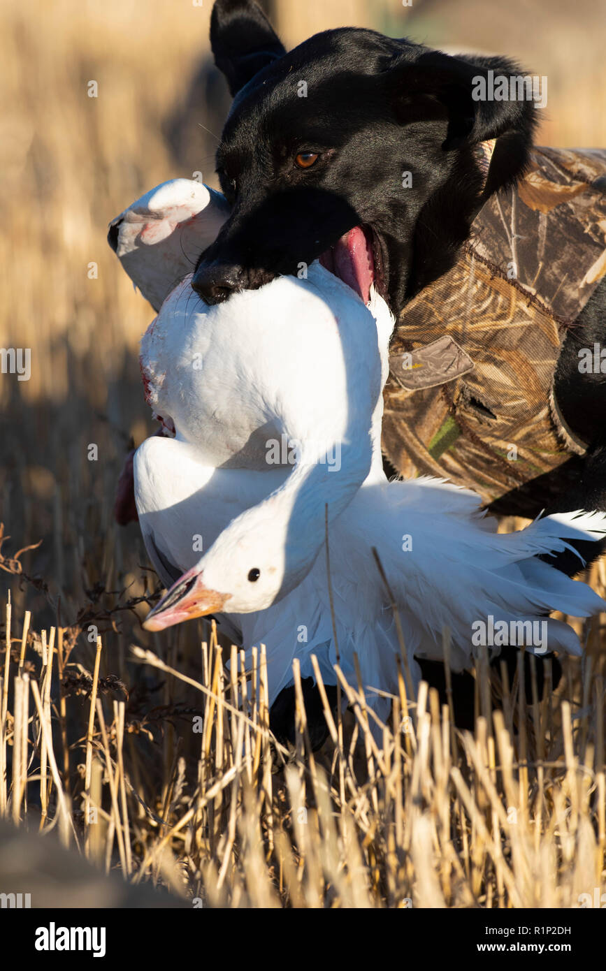 A Black lab with a goose in North Dakota Stock Photo - Alamy