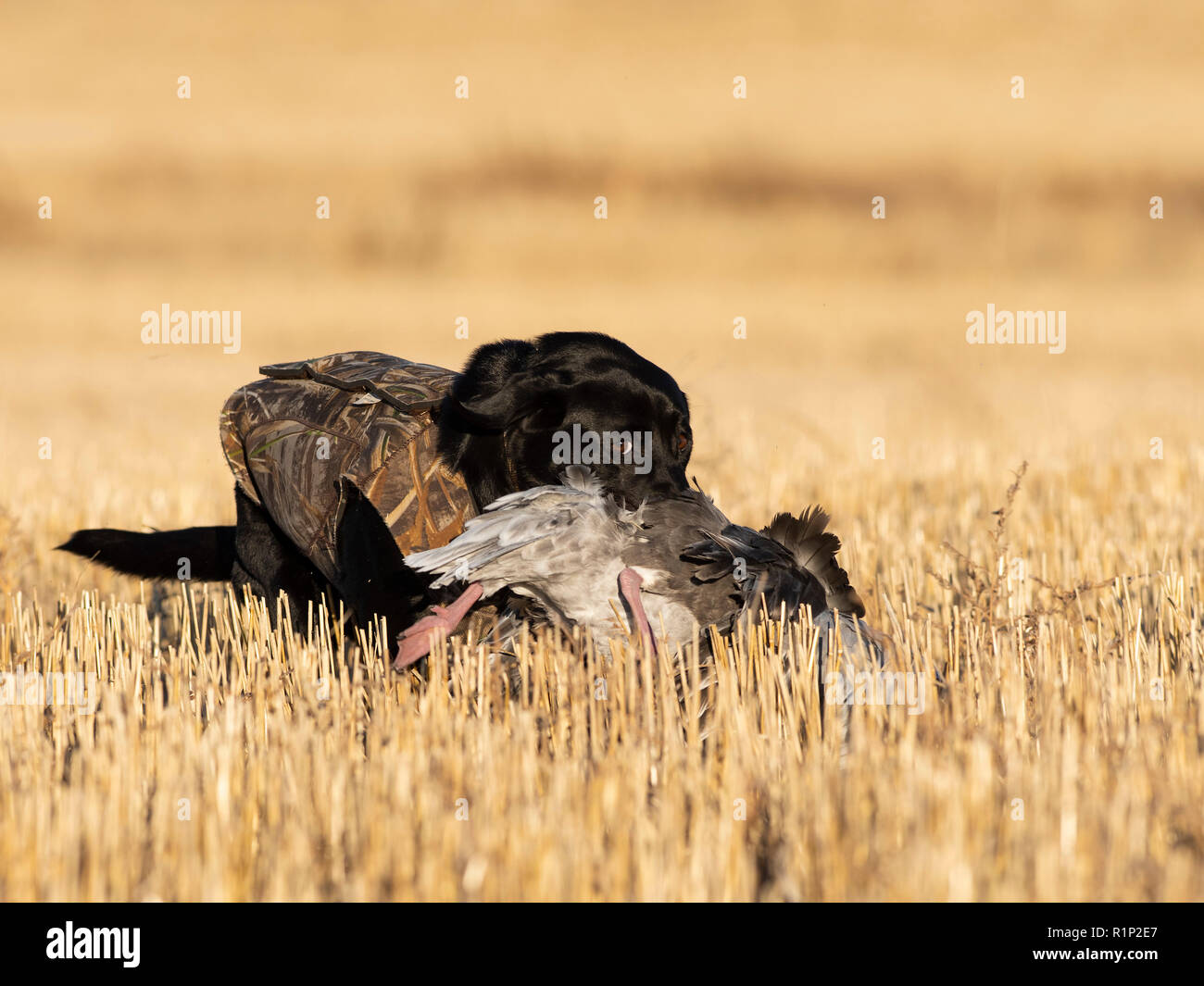 A Black lab with a goose in North Dakota Stock Photo - Alamy