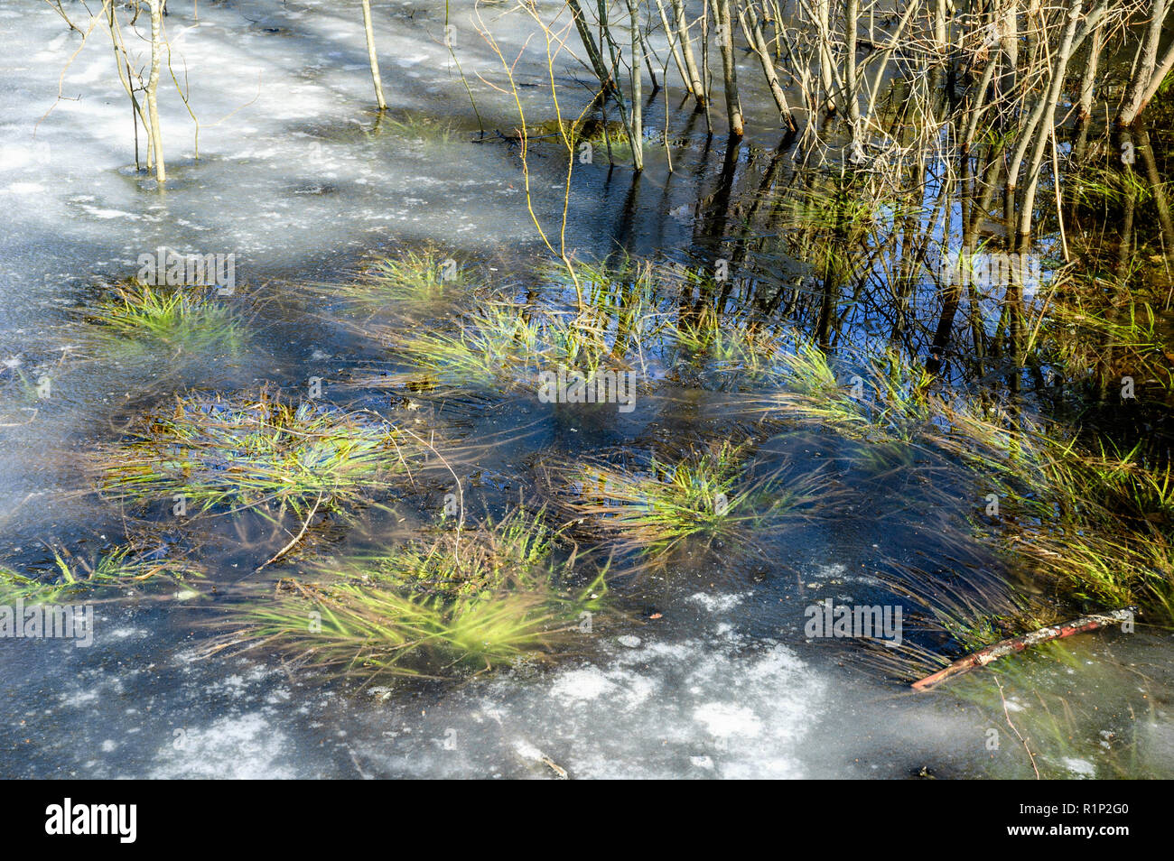 Pond ice melting in spring Stock Photo - Alamy