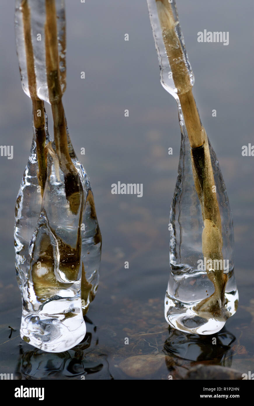 Trapped by plant hi-res stock photography and images - Alamy