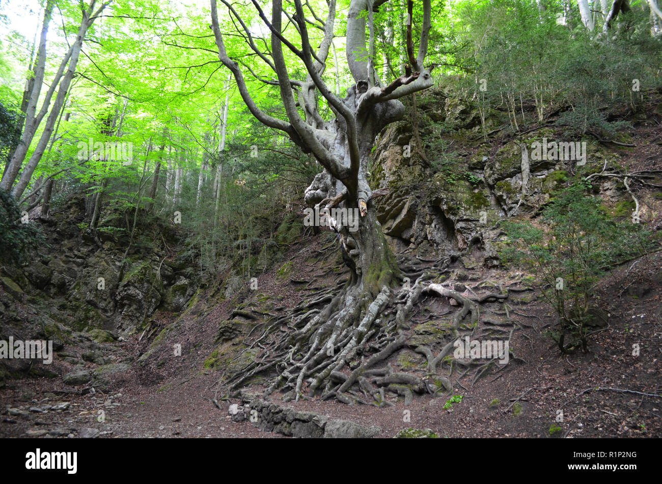 Faig pare hi-res stock photography and images - Alamy