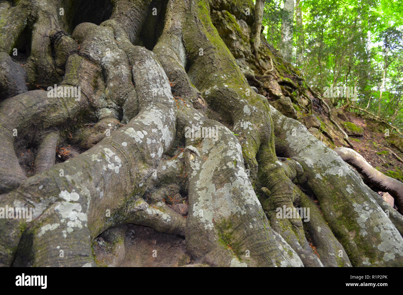 Old gnarled beech fagus sylvatica hi-res stock photography and images ...