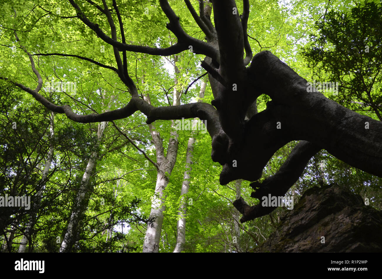The “Father Beech” (Faig Pare), a 250-year old beech in the Fageda del ...