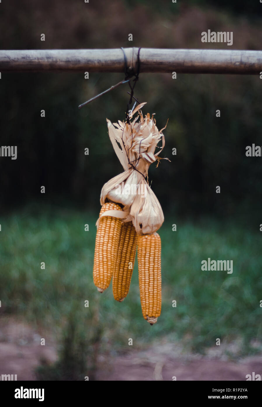 Vietnam dried corn cob hi-res stock photography and images - Alamy