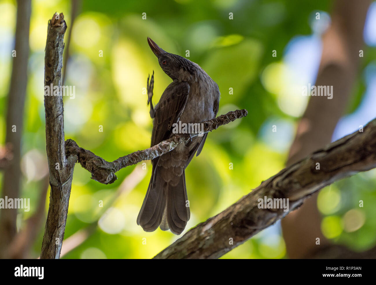 A Brown Oriole (Oriolus szalayi) in tropical forest. Waigeo Island ...