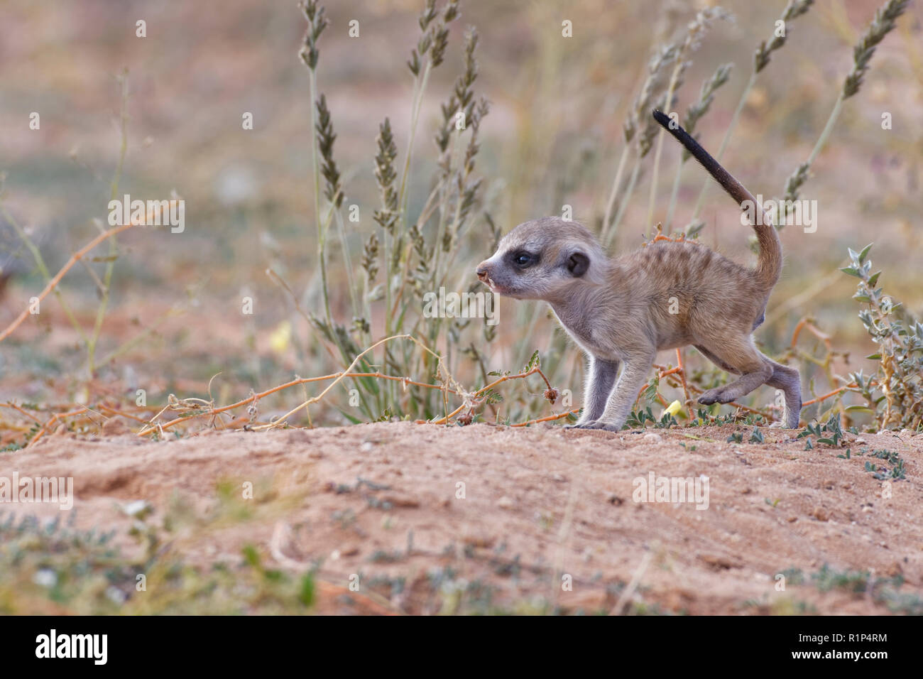 Meerkat (Suricata suricatta), young male on all fours, looking out at ...
