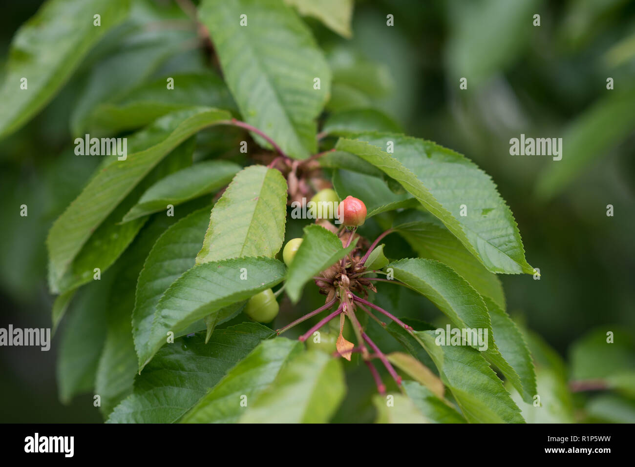 In spring, cherries are ripening Stock Photo - Alamy