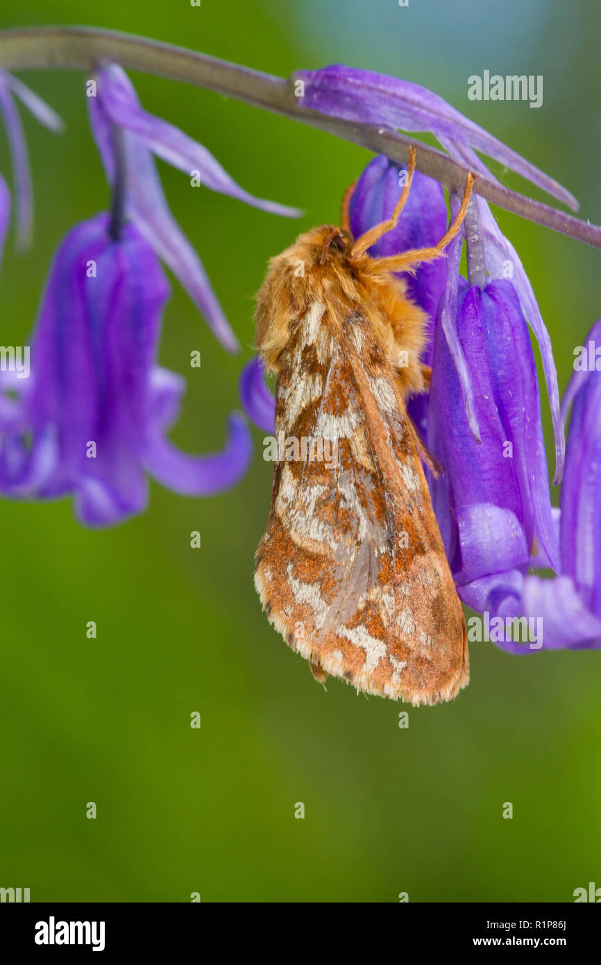 Map moth hi-res stock photography and images - Alamy