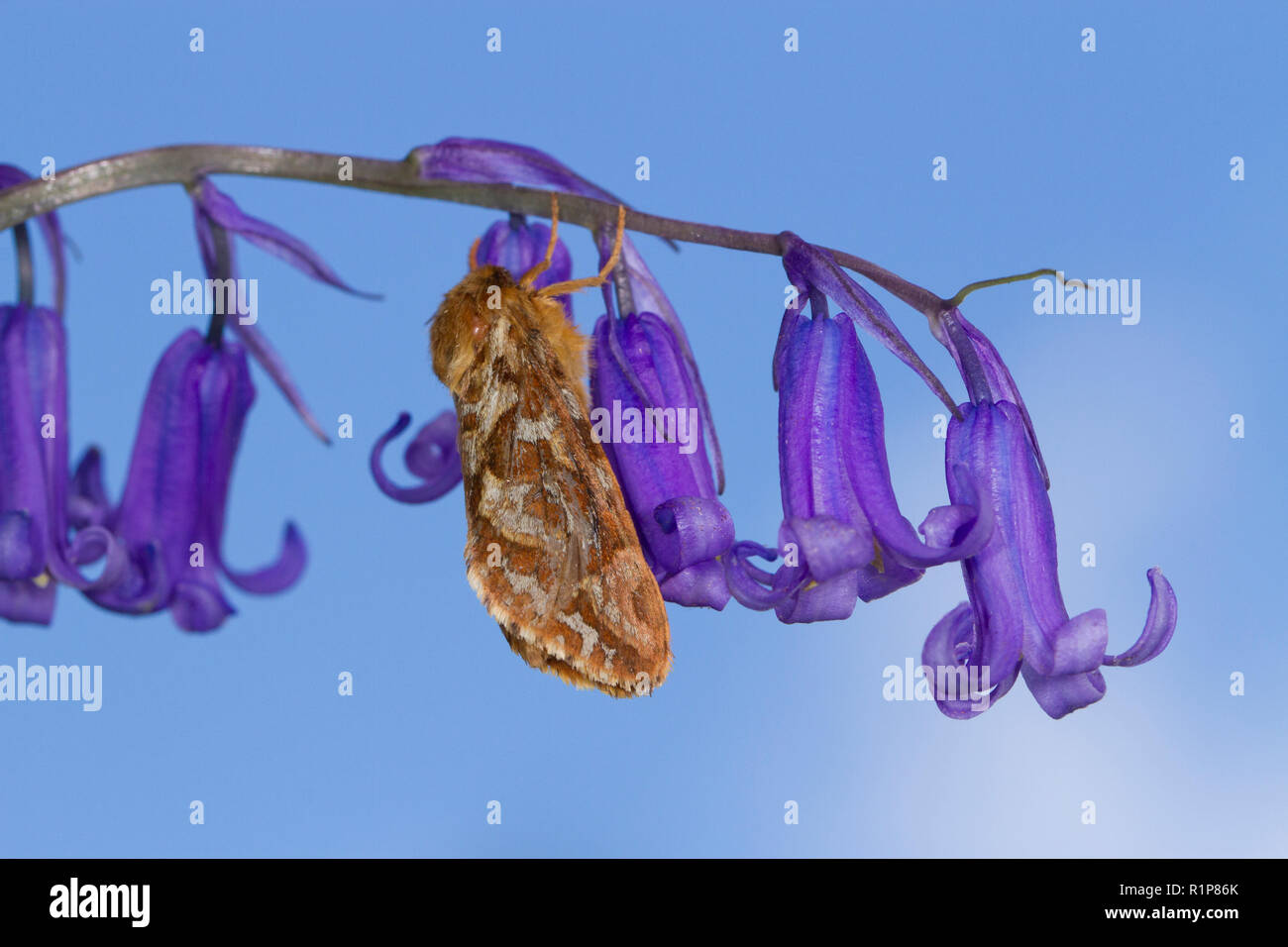 Map moth hi-res stock photography and images - Alamy