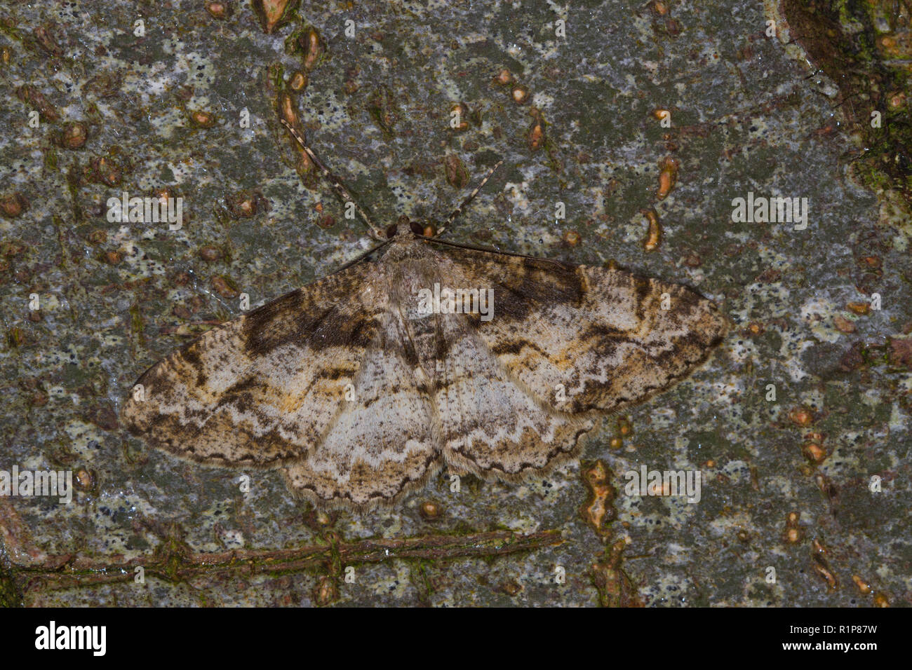 Beauty of britain hi-res stock photography and images - Alamy