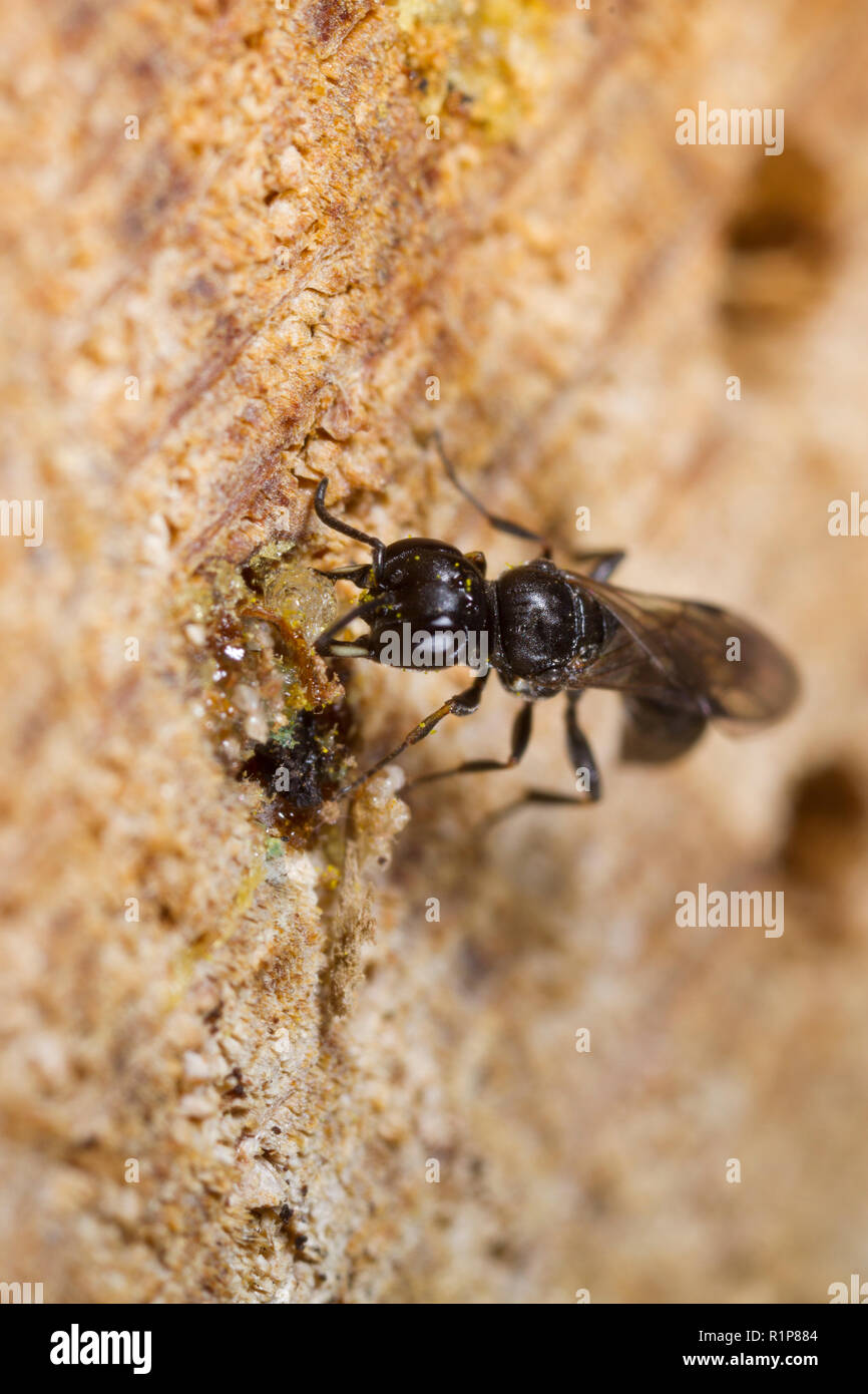 Aphid-hunting solitary wasp (Passaloecus sp.) adult female sealing the ...