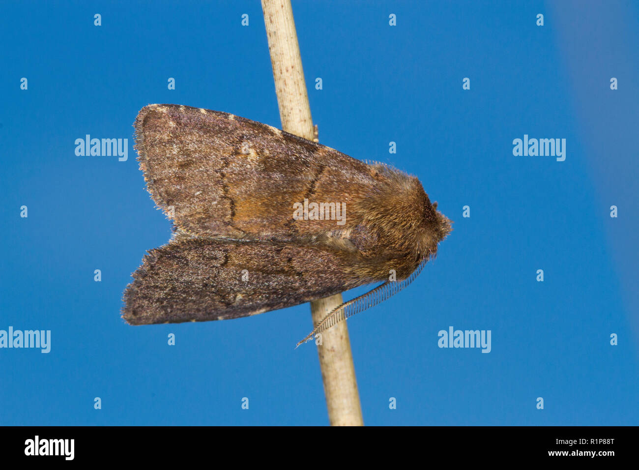 Brown rustic moth rusina ferruginea hi-res stock photography and images ...