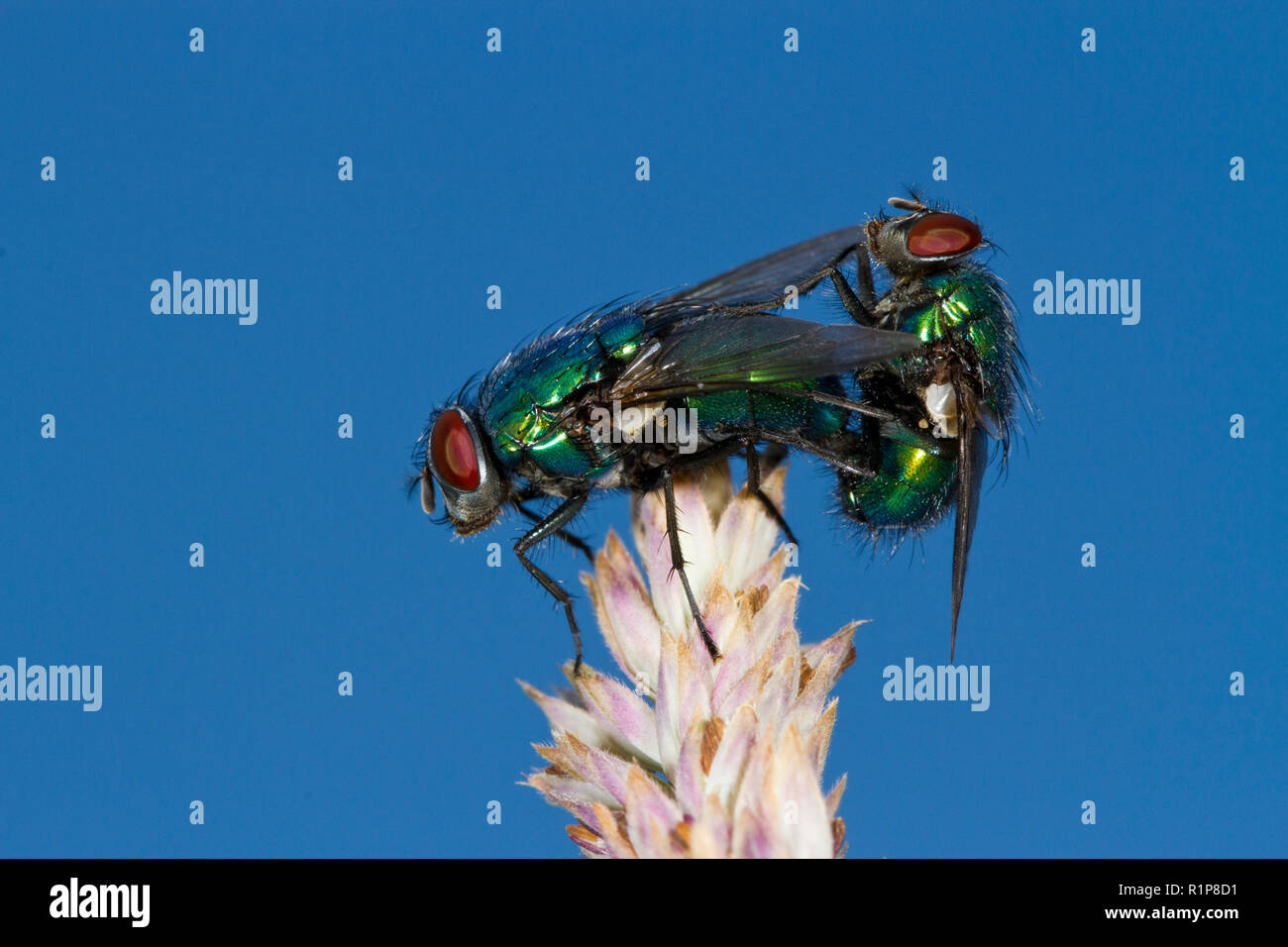 British flies hi-res stock photography and images - Alamy