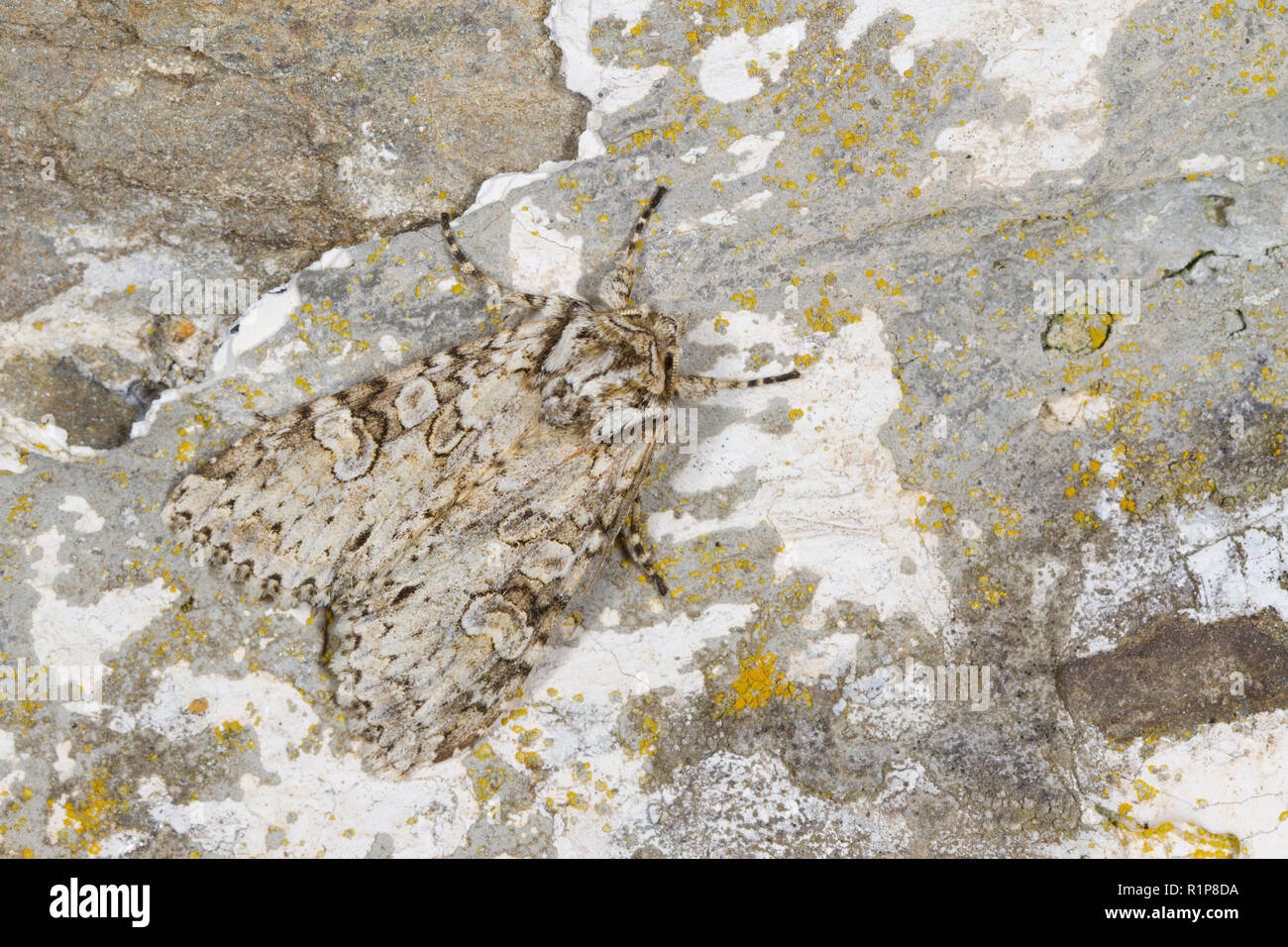 Moths arches hi-res stock photography and images - Alamy