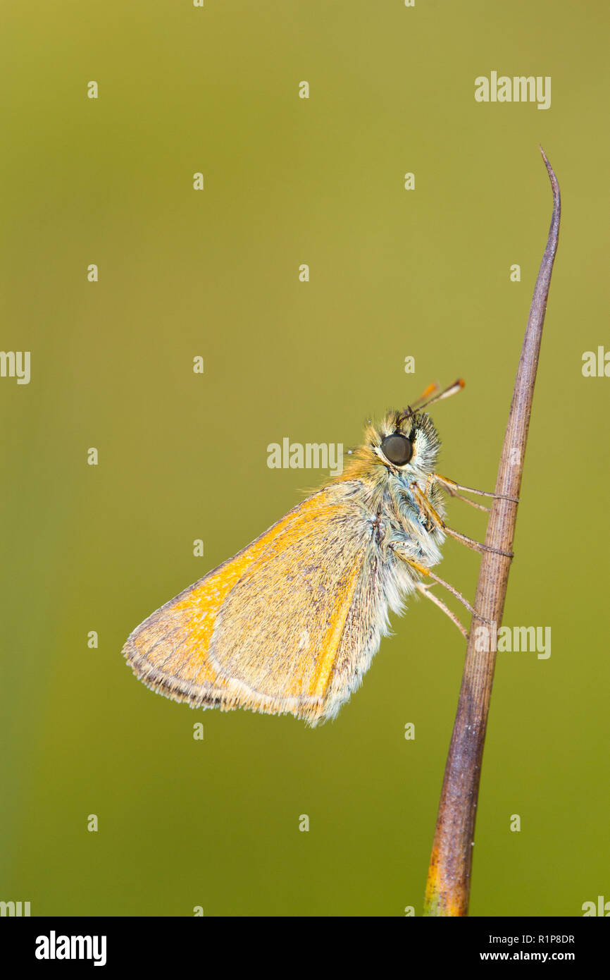 Green skipper butterfly hi-res stock photography and images - Alamy