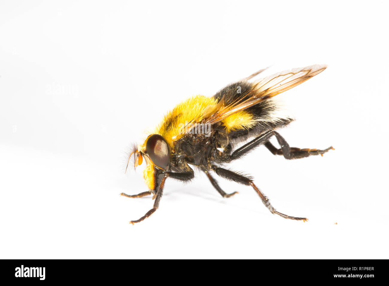 Hoverfly pollination Cut Out Stock Images & Pictures - Alamy