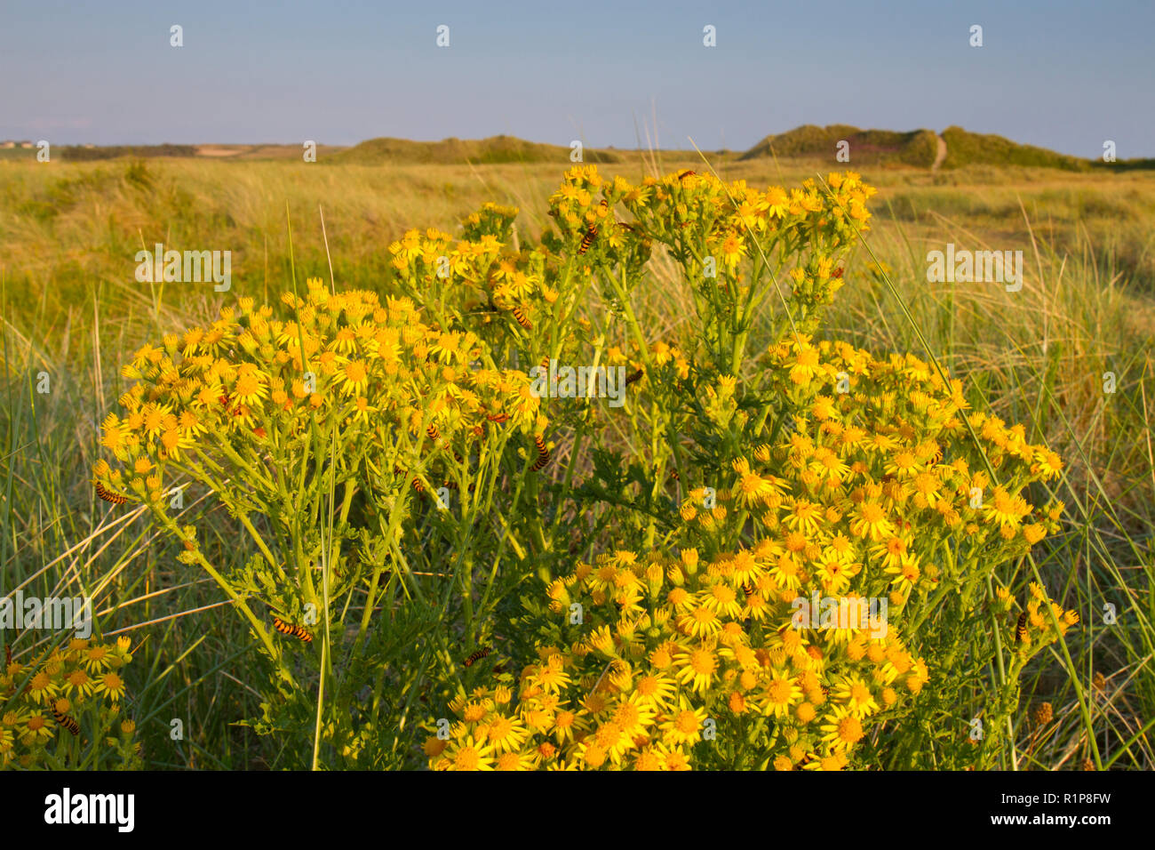 Common ragwort plants hi-res stock photography and images - Alamy