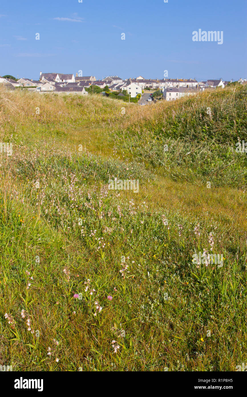 Vegetated sand dune and dune slack habitat with flowering Marsh ...